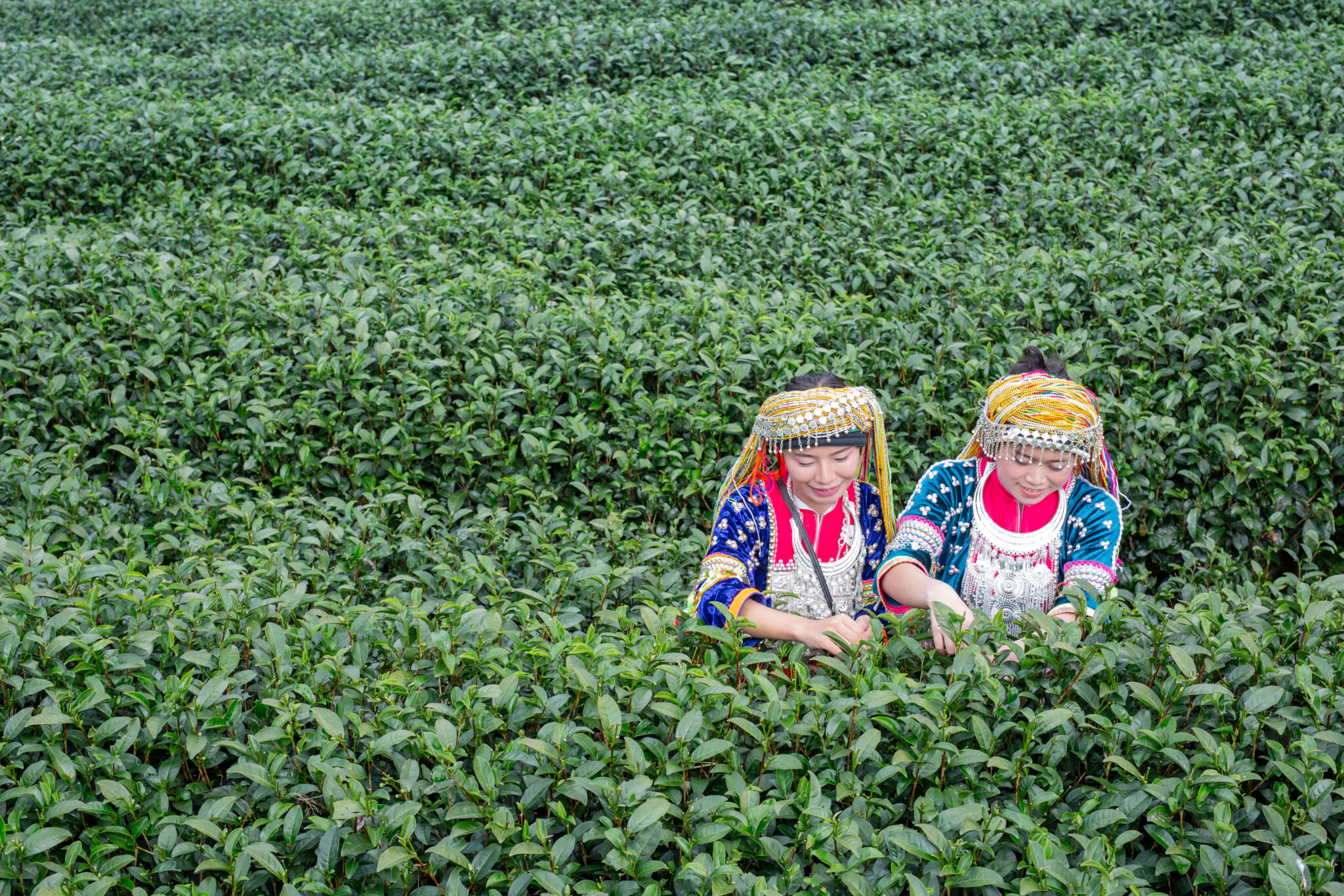 Top 10 Tea Producing States in India (2025)- Production, Map, Facts