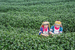 Top 10 Tea Producing States in India (2025)- Production, Map, Facts