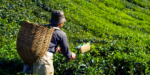 Top 10 Tea Producing States in India (2025)- Production, Map, Facts