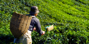 Top 10 Tea Producing States in India (2025)- Production, Map, Facts