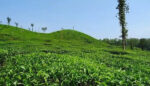 Top 10 Tea Producing States in India (2025)- Production, Map, Facts