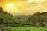 Top 10 Tea Producing States in India (2025)- Production, Map, Facts