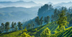 Top 10 Tea Producing States in India (2025)- Production, Map, Facts