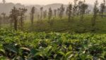 Top 10 Tea Producing States in India (2025)- Production, Map, Facts