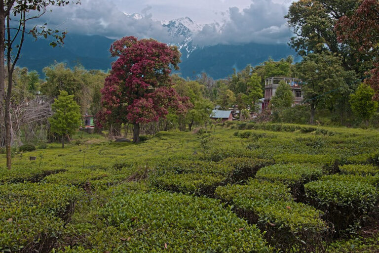 Top 10 Tea Producing States in India (2025)- Production, Map, Facts