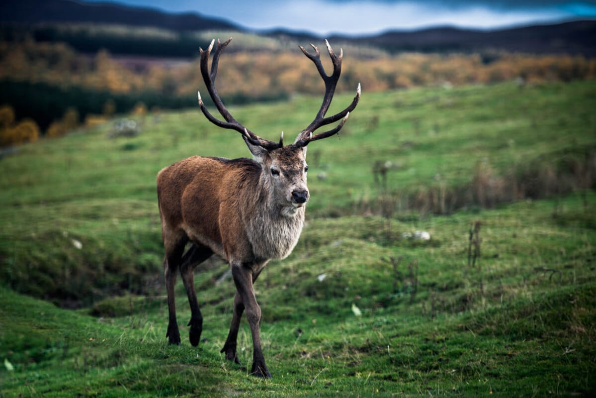 Top 10 Endangered Animals in India & How to Save Them