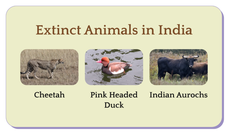 Top 10 Endangered Animals in India & How to Save Them