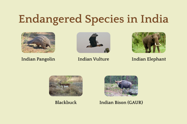 Top 10 Endangered Animals in India & How to Save Them