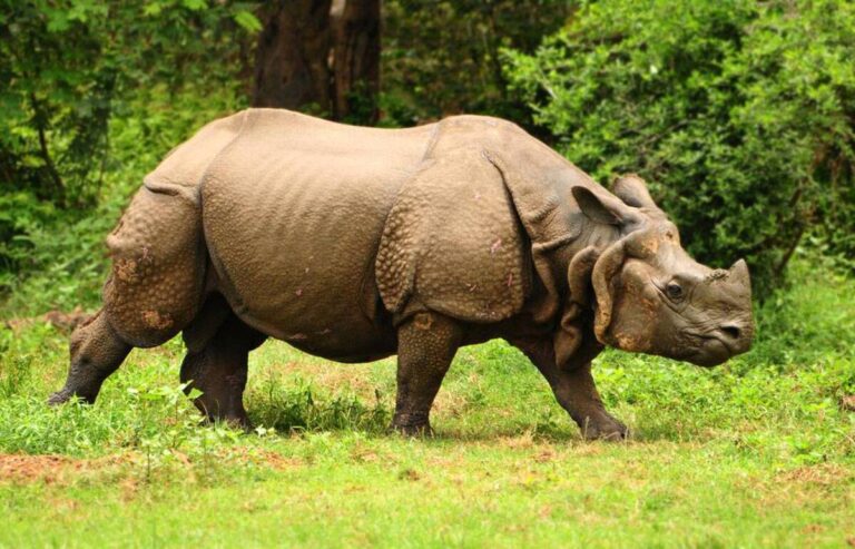 Top 10 Endangered Animals in India – Threats & Conservation