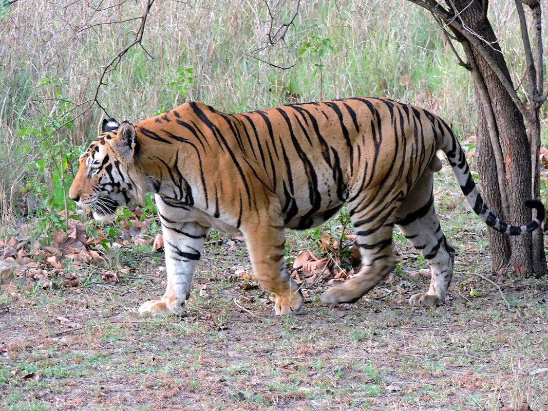 Top 10 Endangered Animals in India – Threats & Conservation