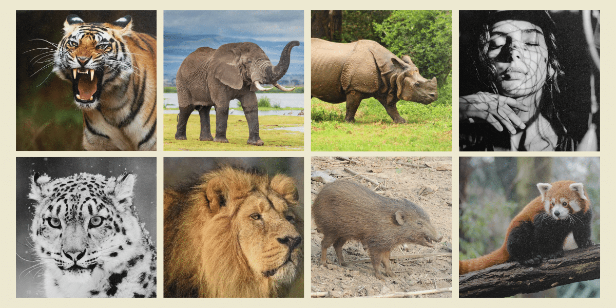 Top 10 Endangered Animals in India & How to Save Them