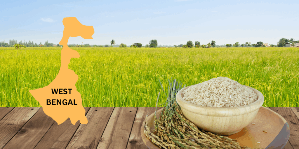 Top 10 Highest Rice Producing State in India 2025
