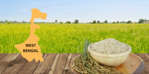 Top 10 Highest Rice Producing State in India Revealed