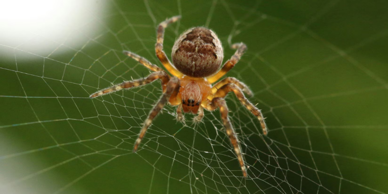 Are Spiders Insects? 5 Powerful Reasons They’re Not