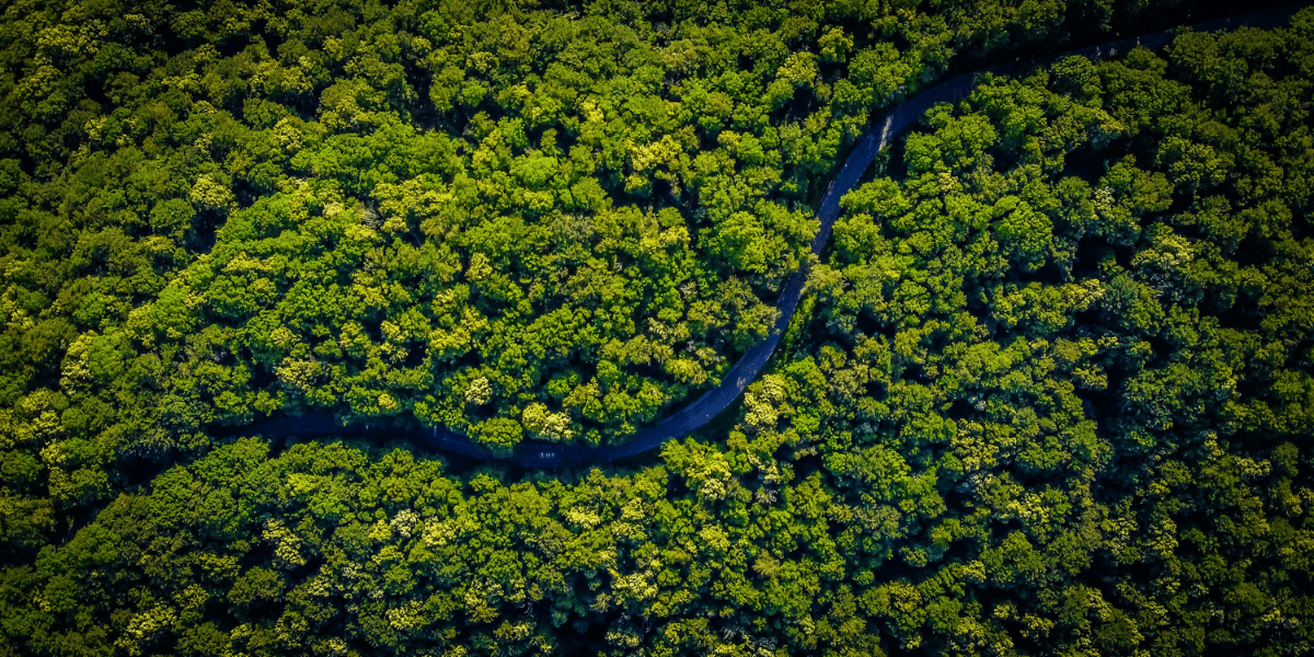 Unveiling 10 Biggest Forest in the world: Inspiring Guide