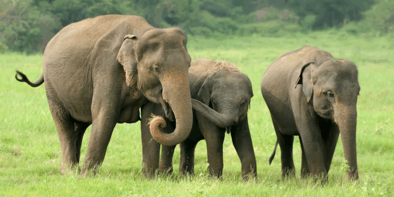 Project Elephant 1992 – Key Features & Vital Conservation