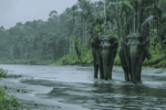 Project Elephant 1992 – Key Features & Vital Conservation