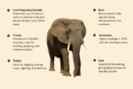 Project Elephant 1992 – Key Features & Vital Conservation