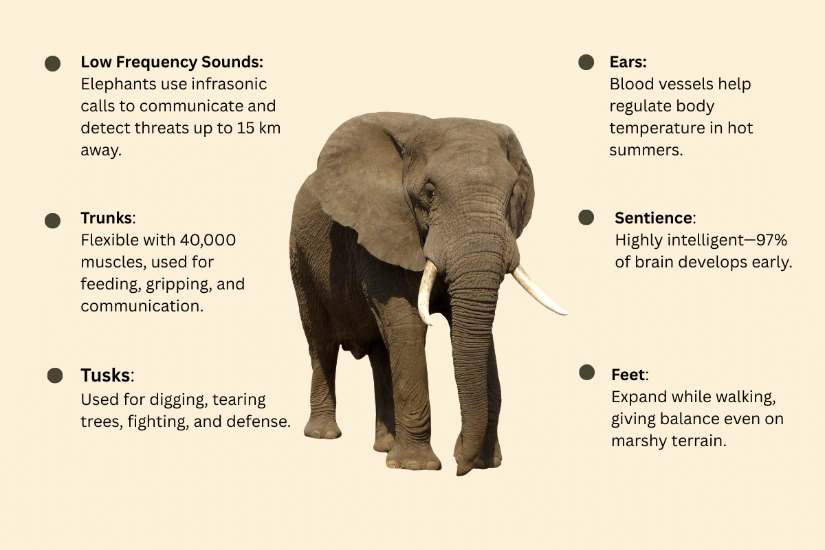 Project Elephant 1992 – Key Features & Vital Conservation