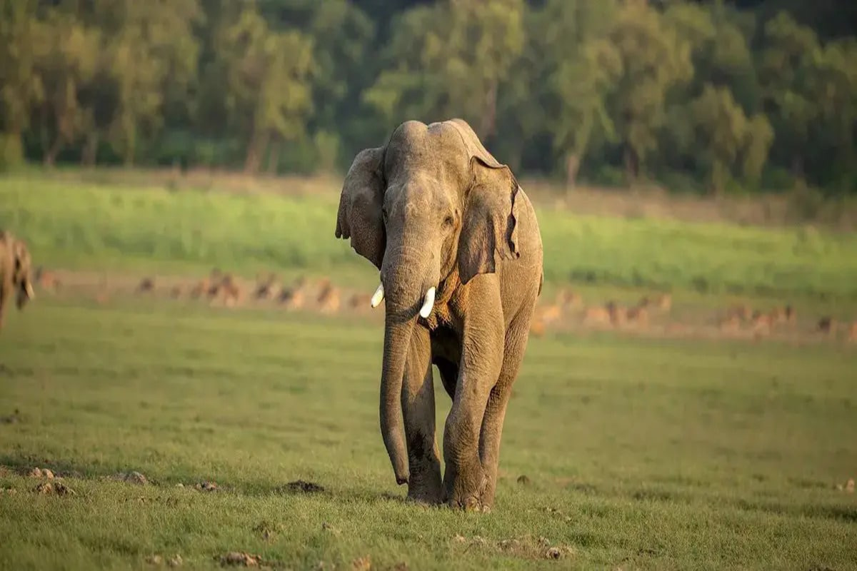 Project Elephant 1992 – Key Features & Vital Conservation