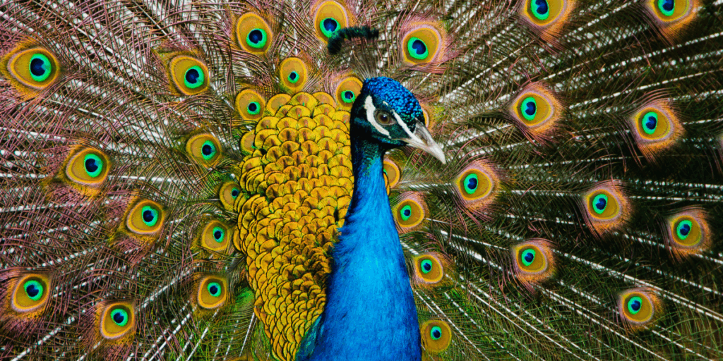 National Bird of India: 10 Fascinating Facts